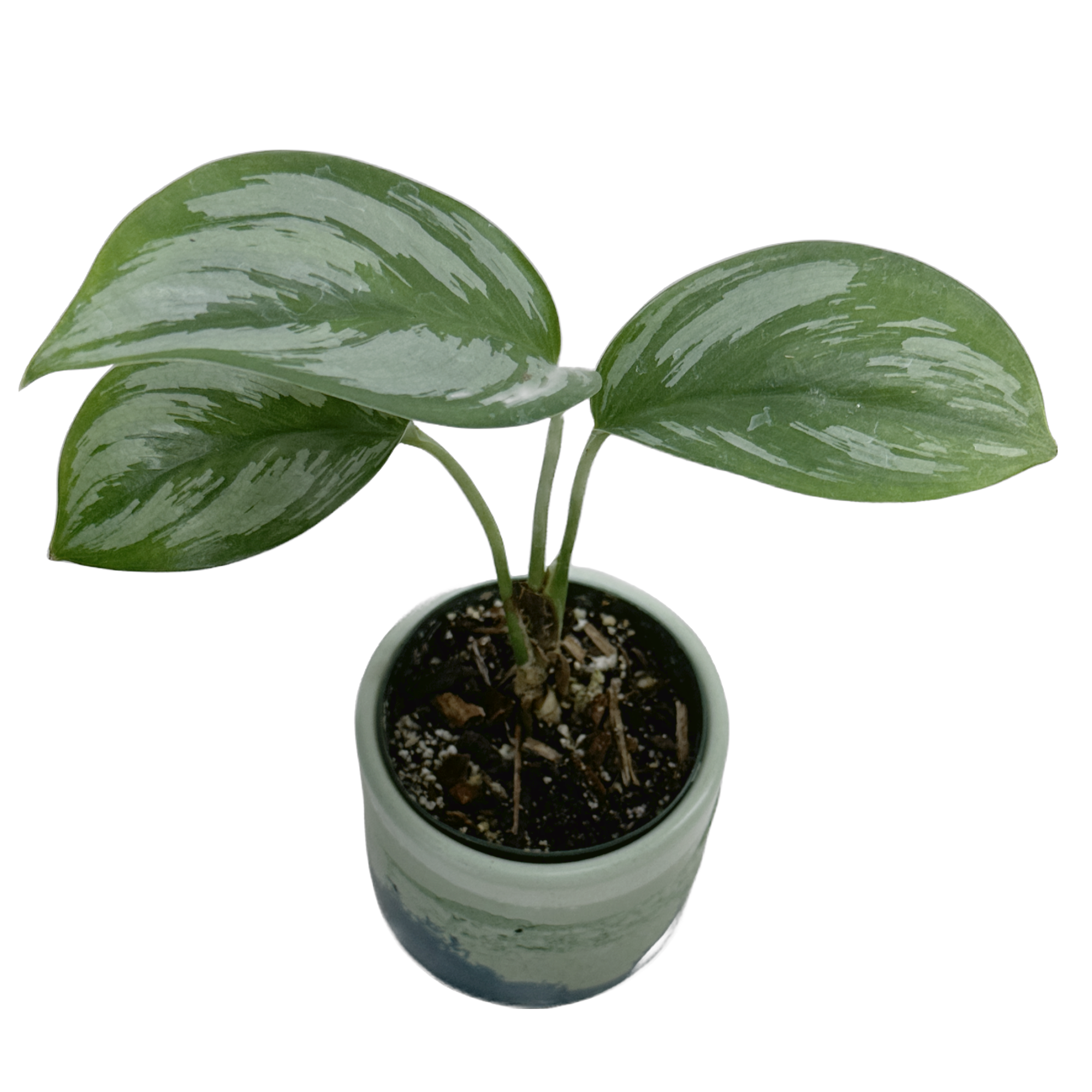 Scindapsus Officinalis | Centered by Plants