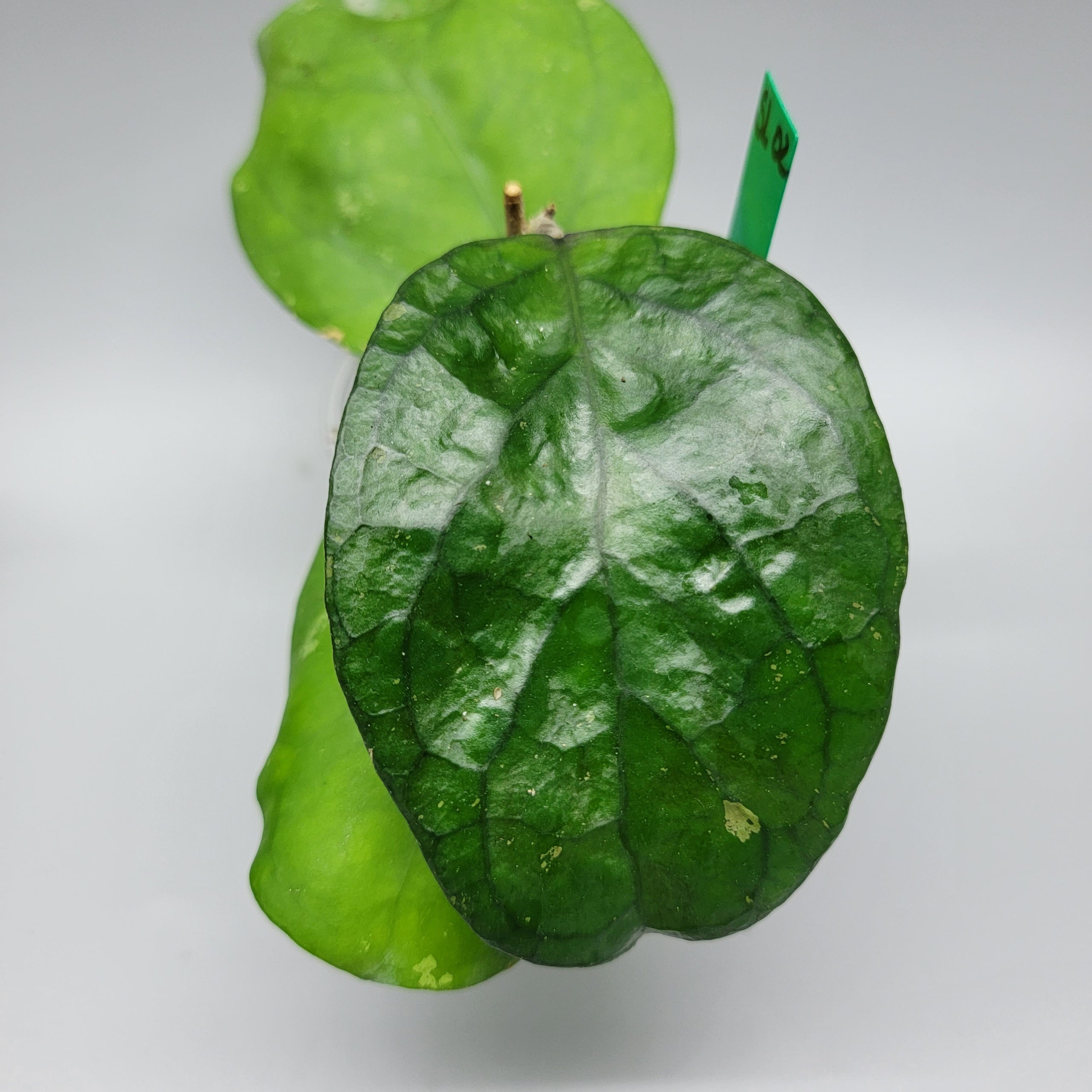 Hoya Ricardo | Centered by Plants